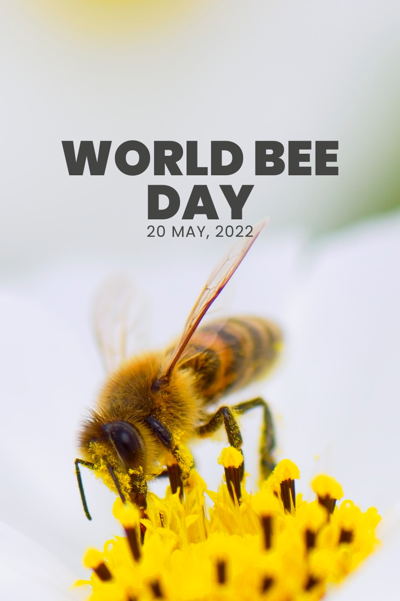 How to be more ‘Bee Friendly’ - Frog Hollow